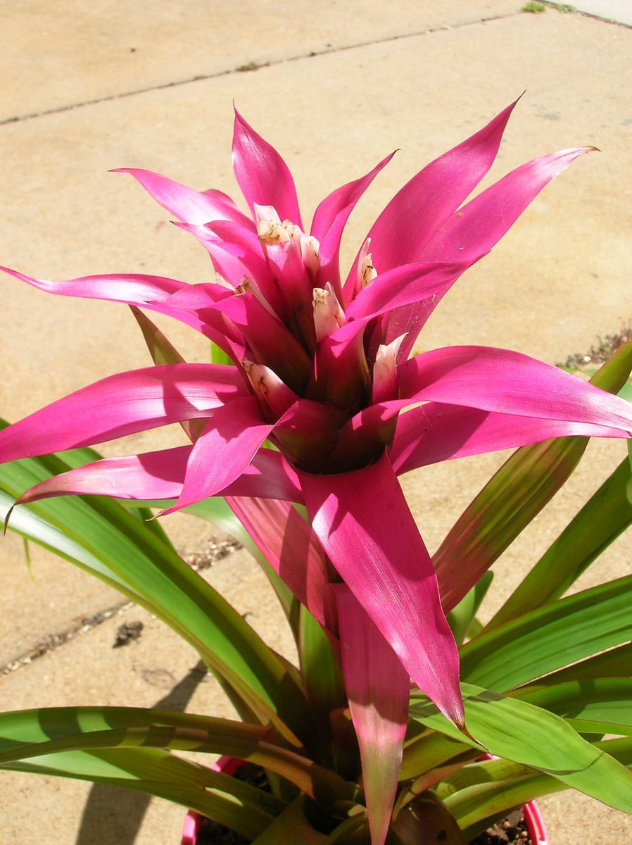 Pink – Spit Polished Presentations