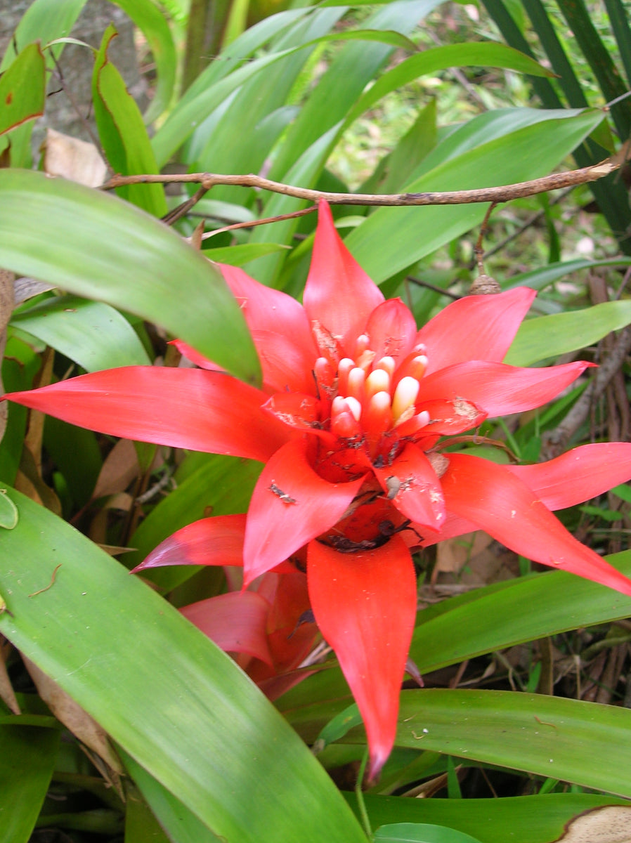 Red – Spit Polished Presentations